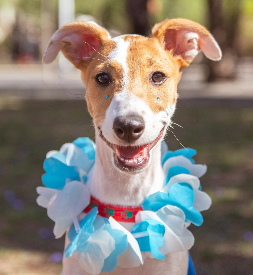 The dooloop Dictionary of Dog Poop Puns